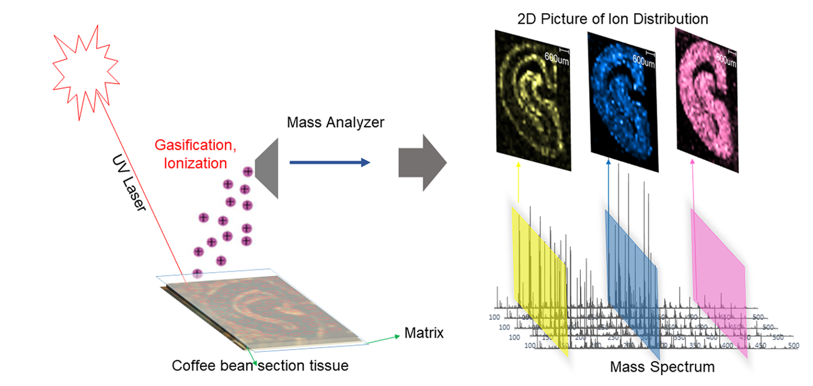 空间代谢组学（质谱成像）-君飞科技